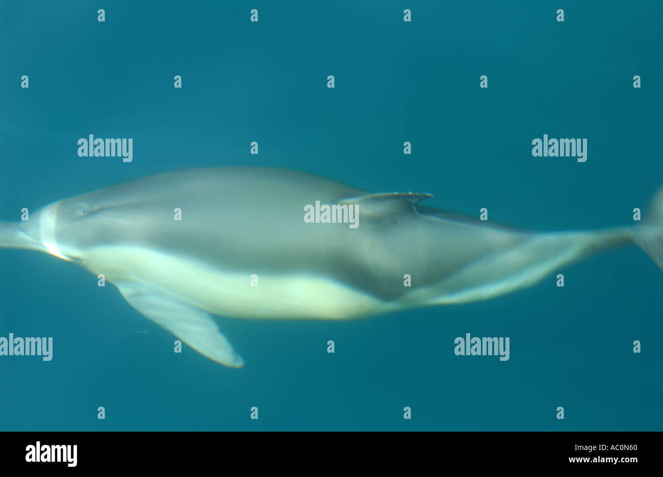 common dolphin riding the bow waves of boat Stock Photo - Alamy