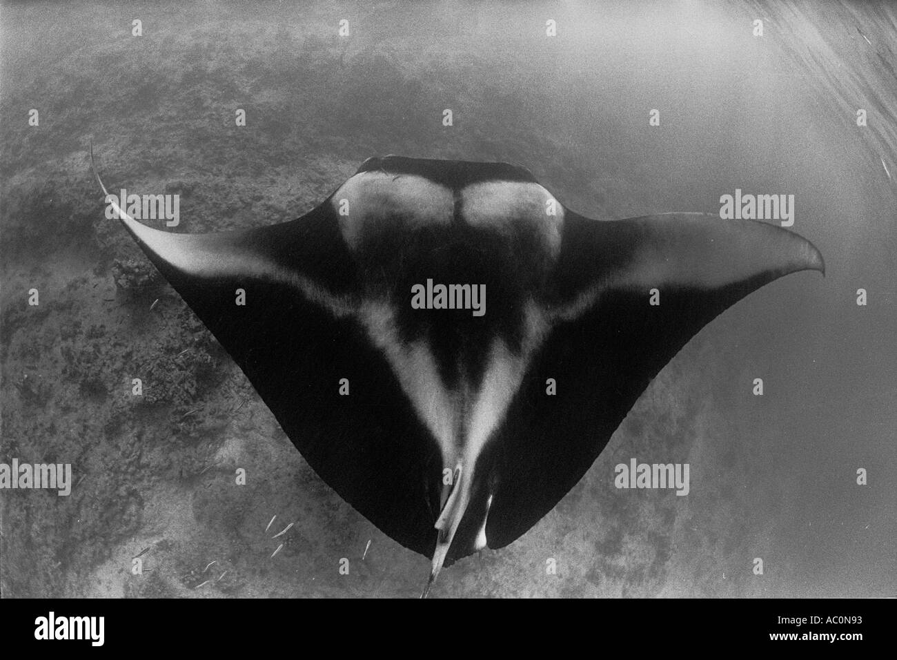 mantaray feeding in the waters of the Maldives Stock Photo - Alamy