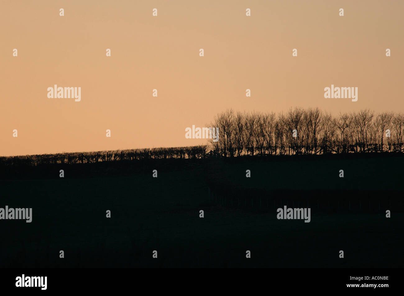 Unkempt hedge hi-res stock photography and images - Alamy