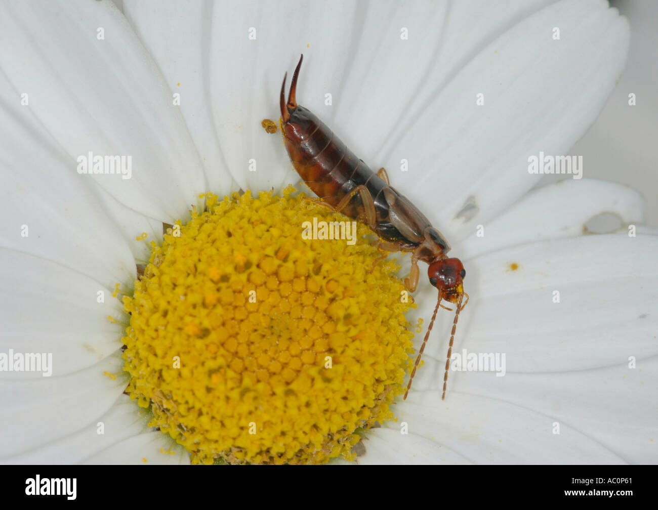 Earwig female male hi-res stock photography and images - Alamy