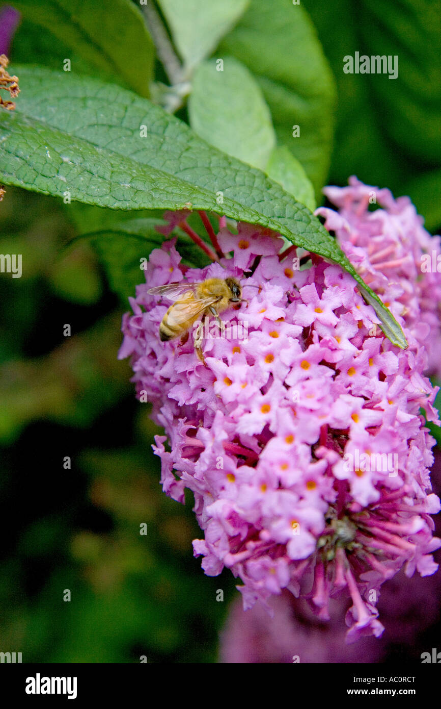 Honey bee on pink buddleja davidii hi-res stock photography and images ...