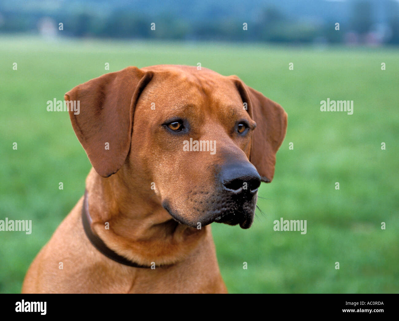 Rhodesian Ridgeback dog portrait Stock Photo - Alamy