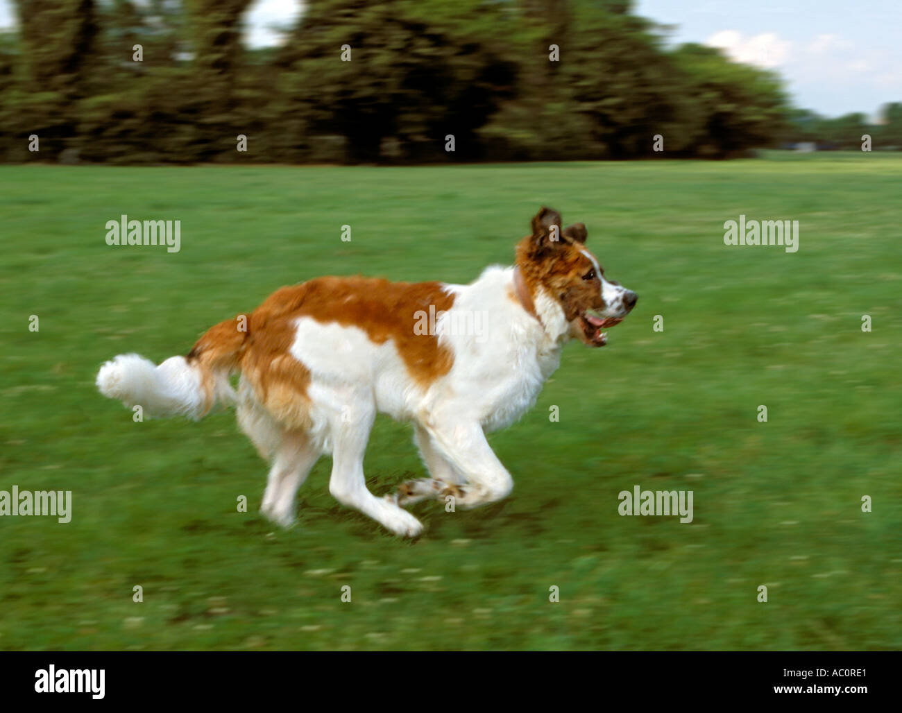 St Bernard dog running on grass Stock Photo - Alamy