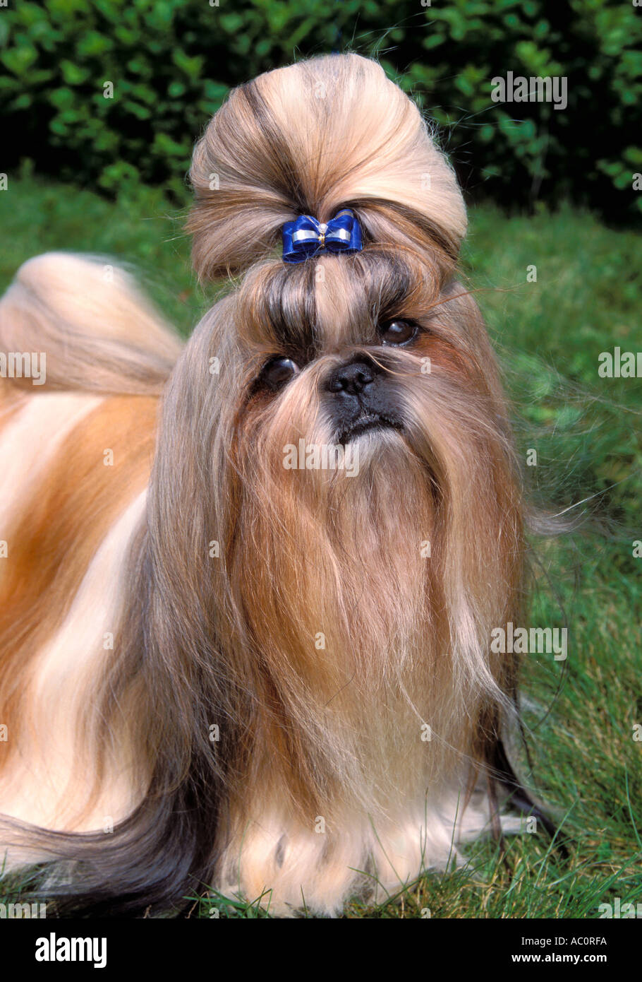 Shih tsu hi-res stock photography and images - Alamy