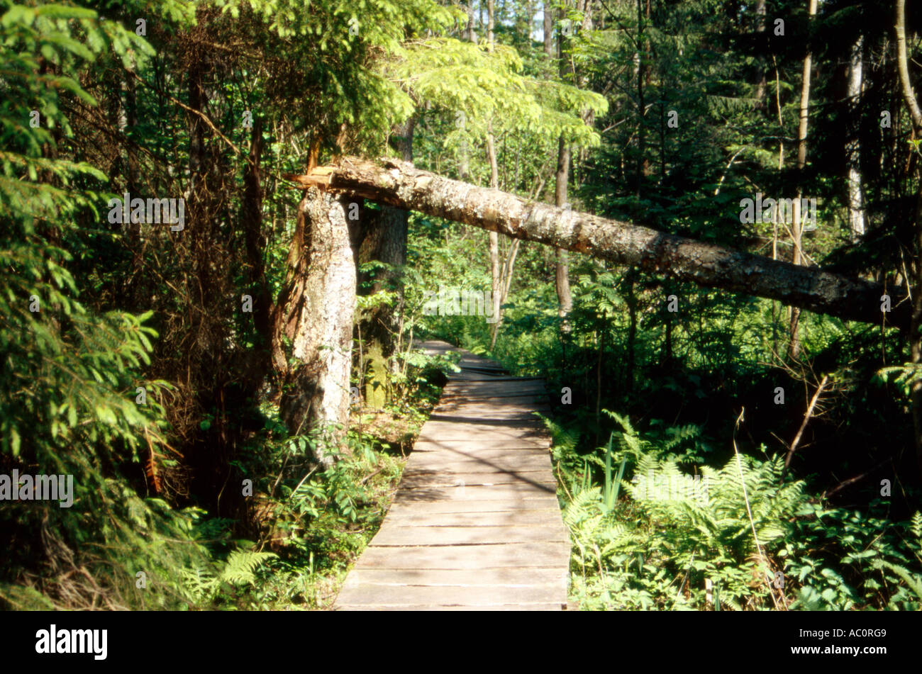 Bison s ribs educational route in Bialowieza National Park Stock Photo ...