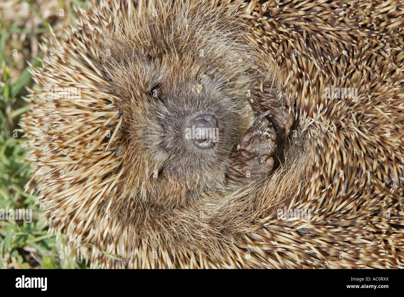 Hedgehog Face High Resolution Stock Photography and Images - Alamy