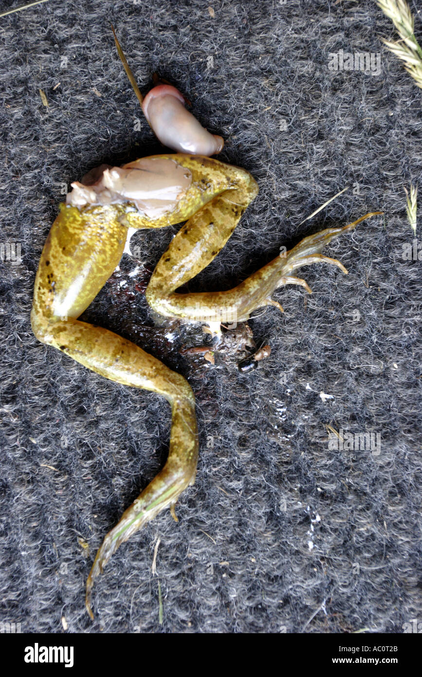Frog's legs on the doormat killed and left by domestic cat Stock Photo ...