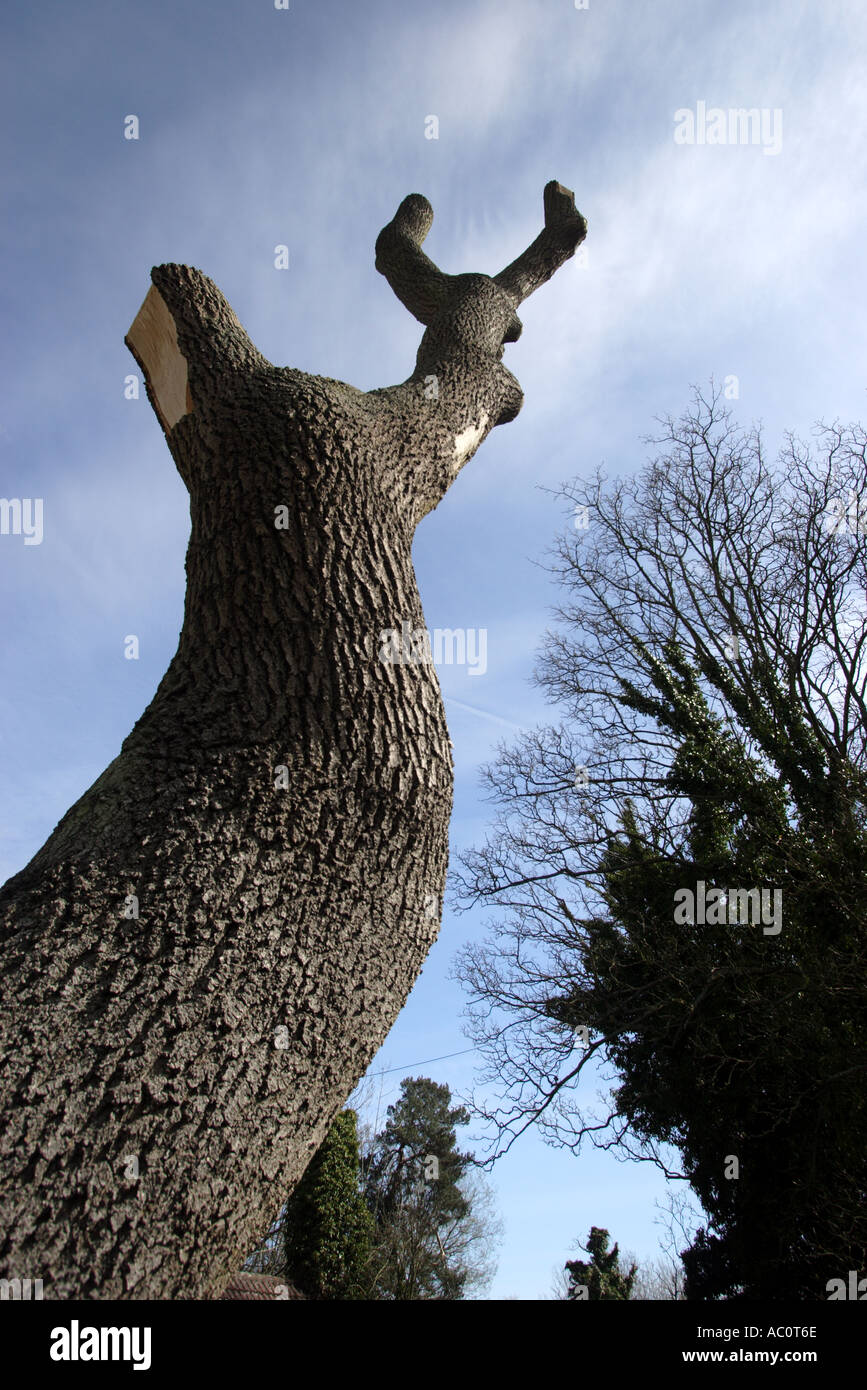 Diseased pear hi-res stock photography and images - Alamy