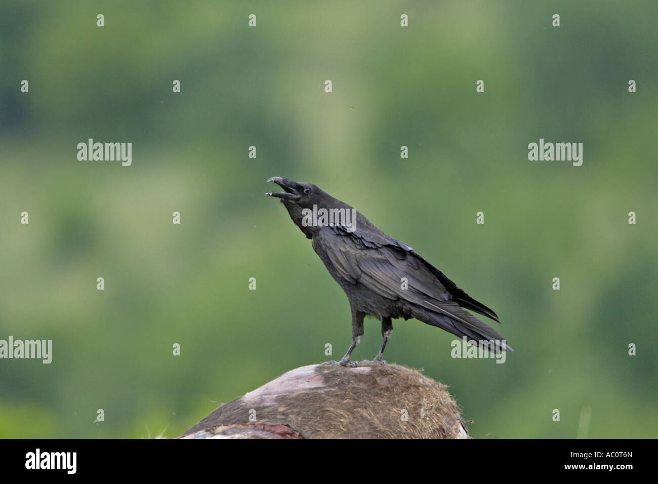 Raven rock hi-res stock photography and images - Alamy