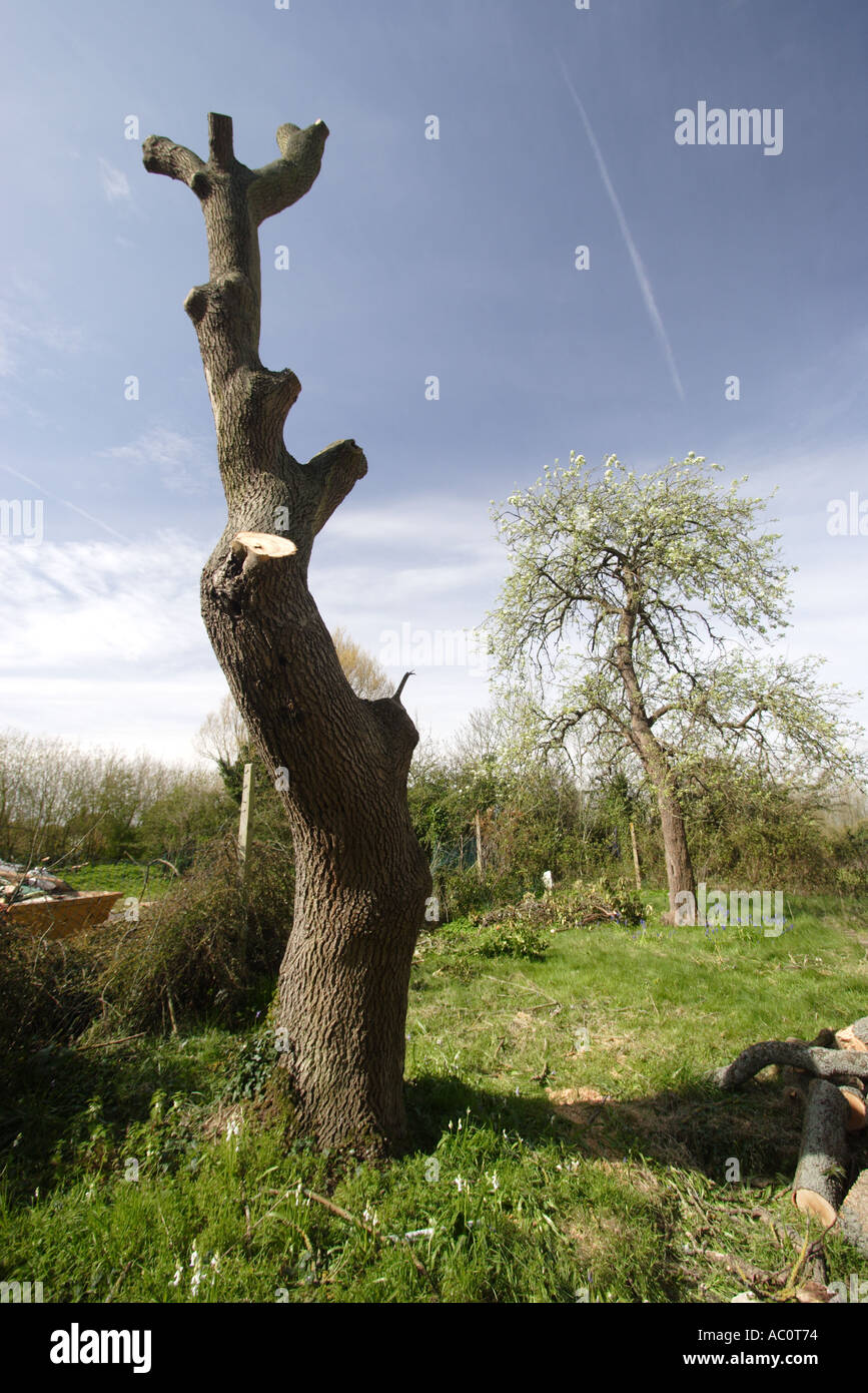 Diseased pear hi-res stock photography and images - Alamy