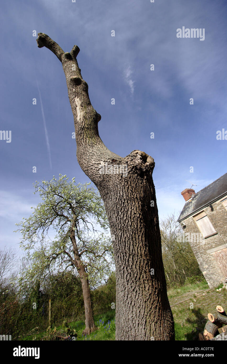 Diseased pear tree in final stages of felling Stock Photo - Alamy
