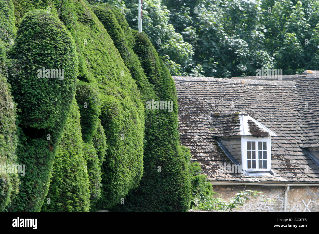 Very high hedges growing beyond rooftop level of neighbouring houses ...