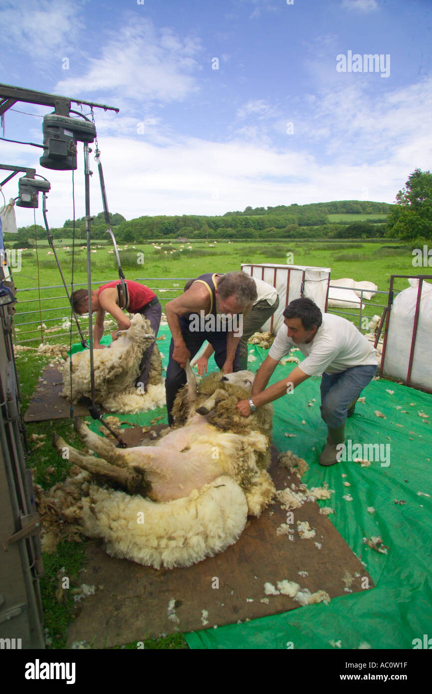 Roy Clifton Sheep Shearing at East Stour Farm Chilham in Kent the ...