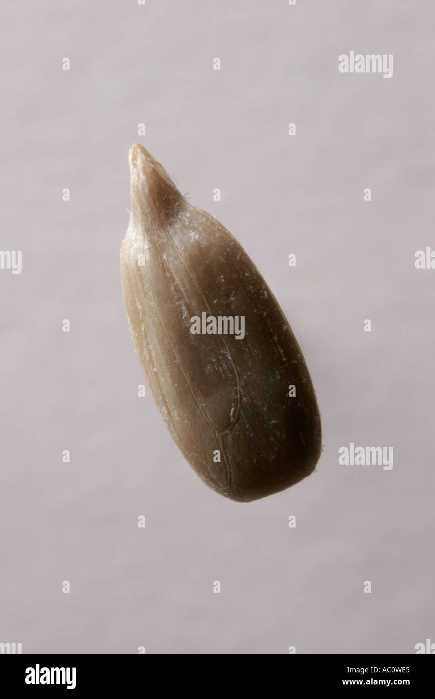 close up colour image of a single sunflower seed taken in the studio on ...