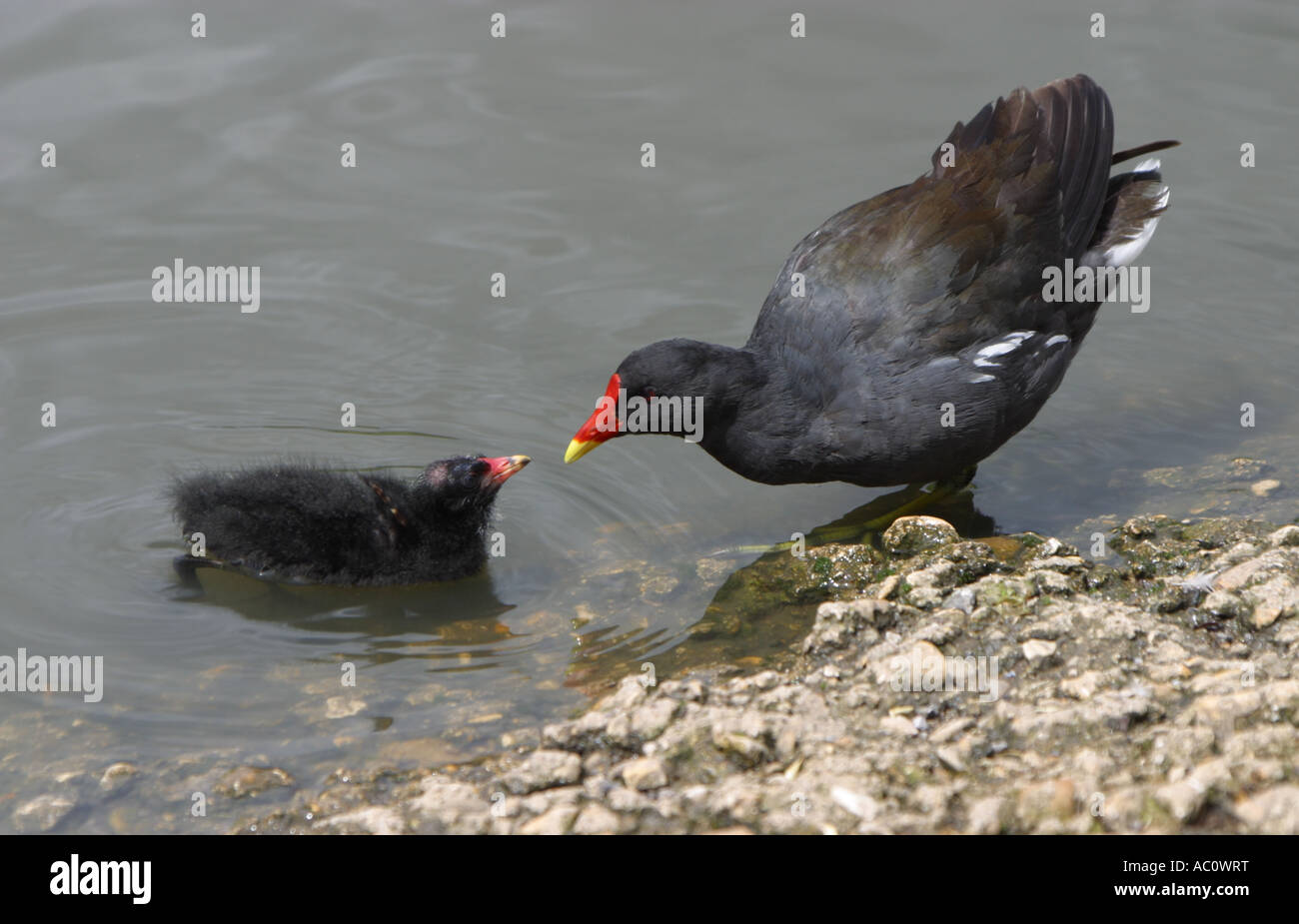 Moorhen and young chick Stock Photo - Alamy