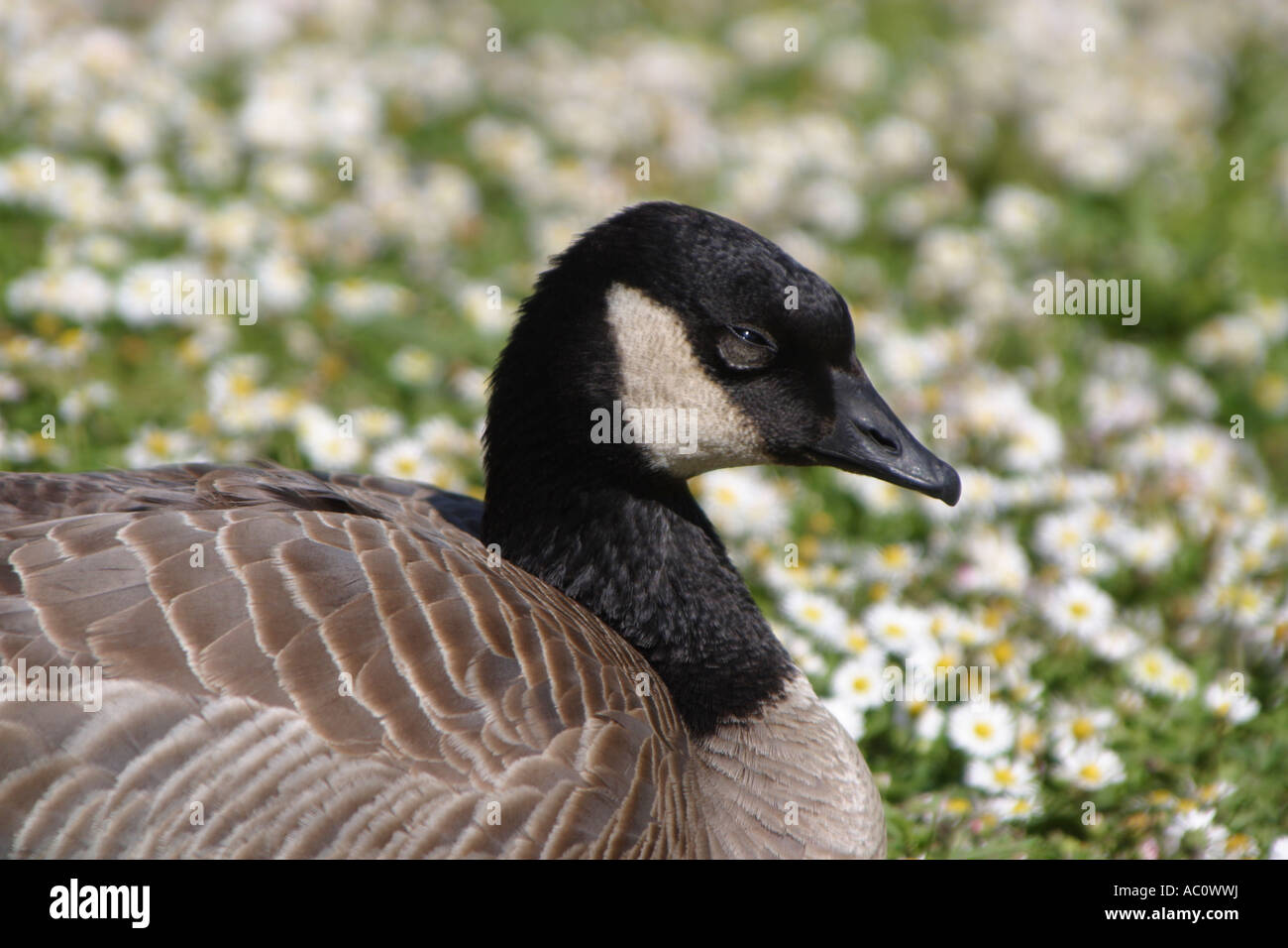 Canada goose, Branta canadensis Stock Photo - Alamy