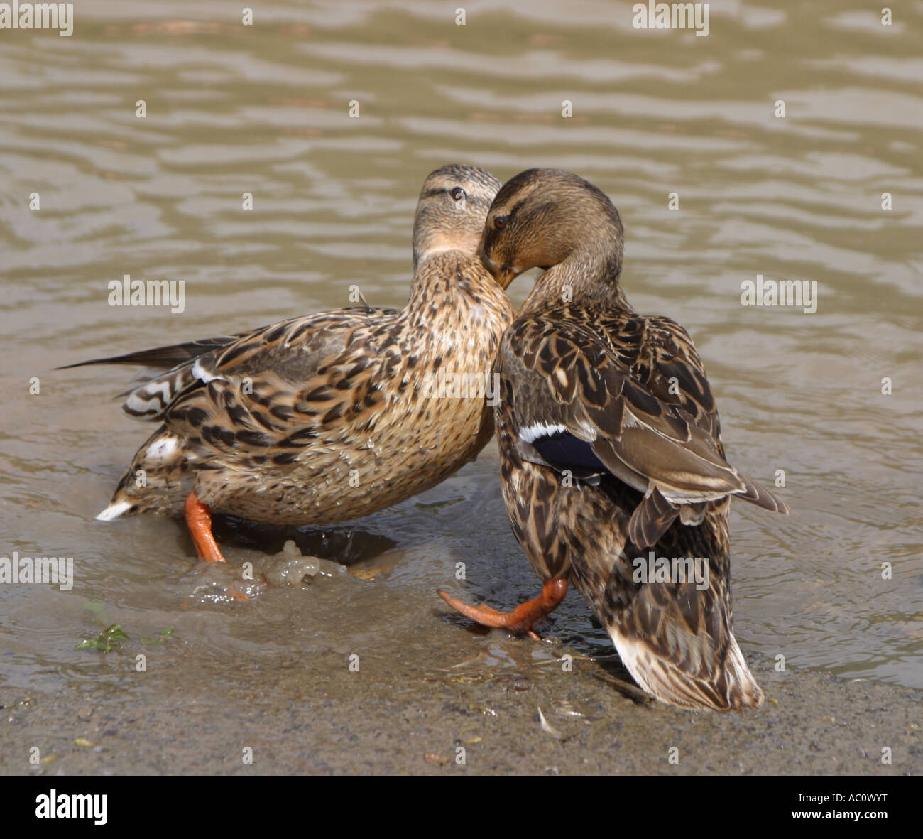Mallards fighting hi-res stock photography and images - Alamy