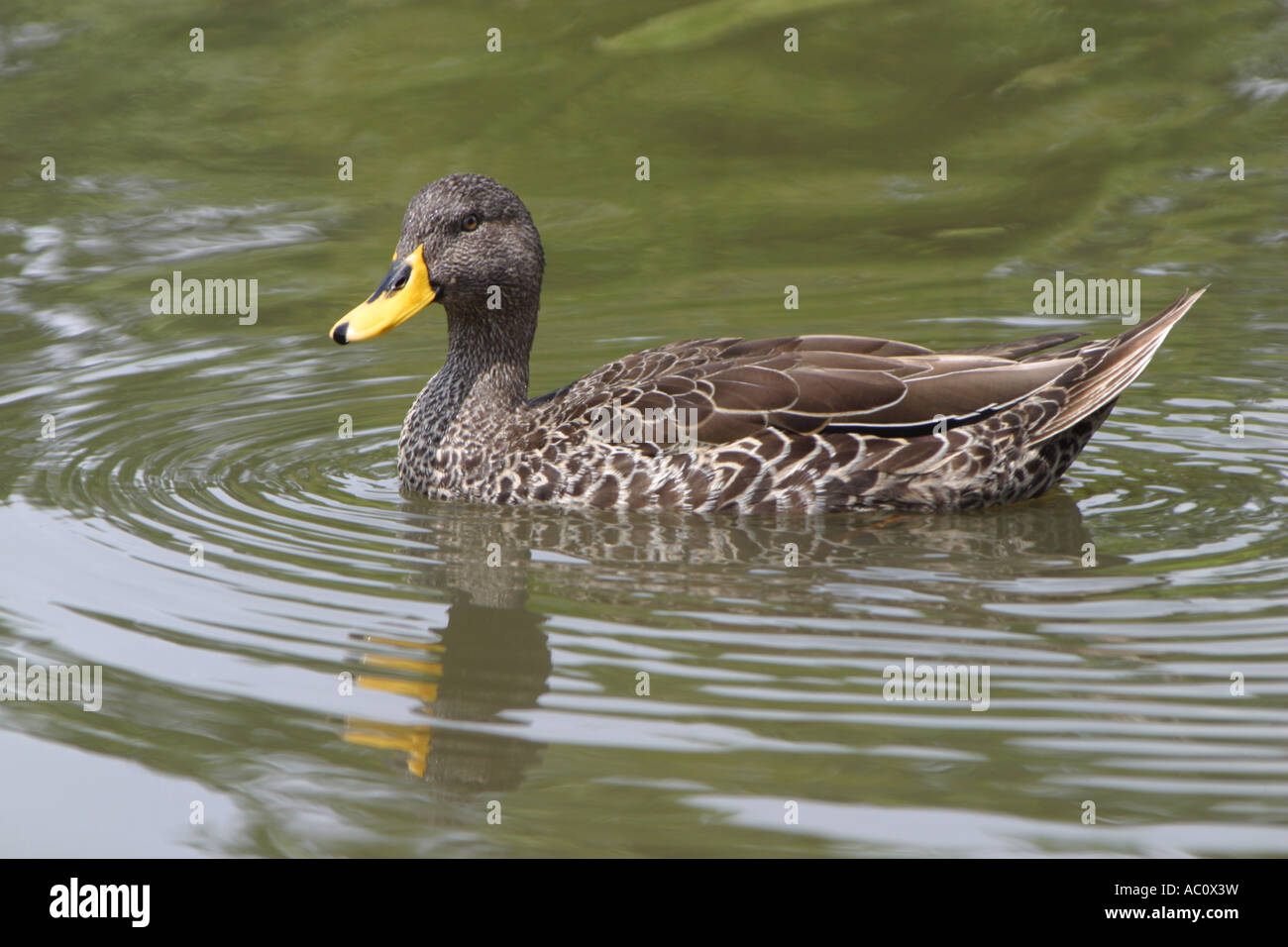 African yellowbill duck hi-res stock photography and images - Alamy
