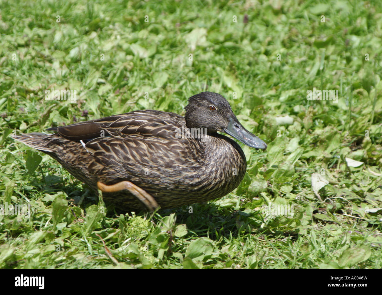 Mellers hi-res stock photography and images - Alamy