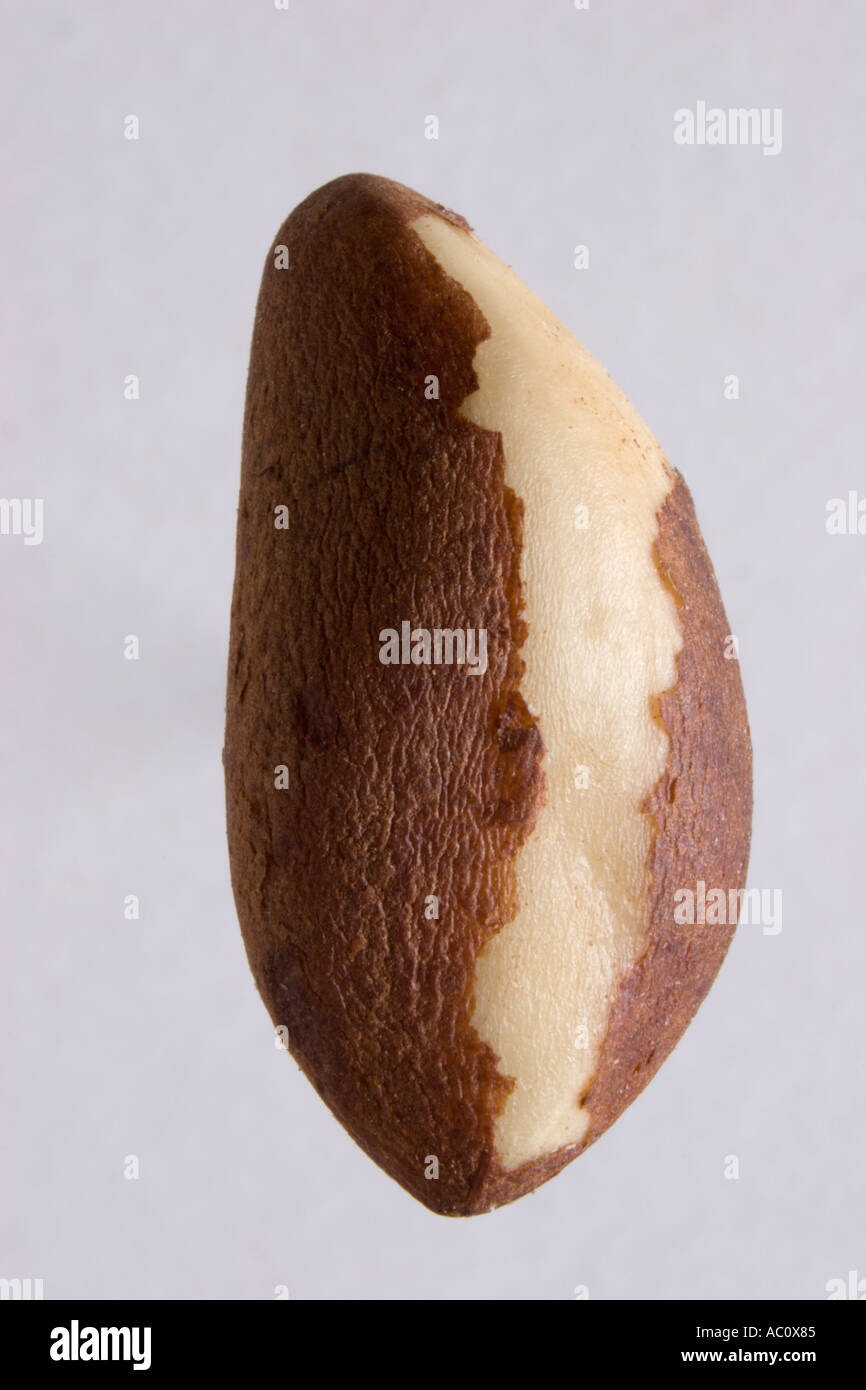 close up colour image of a single brazil nut taken in the studio on a ...