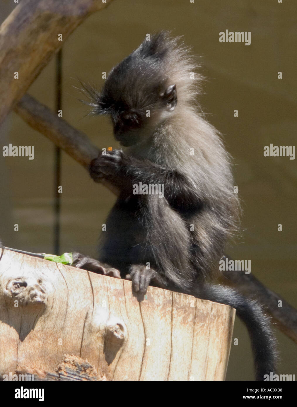 Baby monkey eating fruit, Parc du Tete D'Or, Lyon, France Stock Photo ...