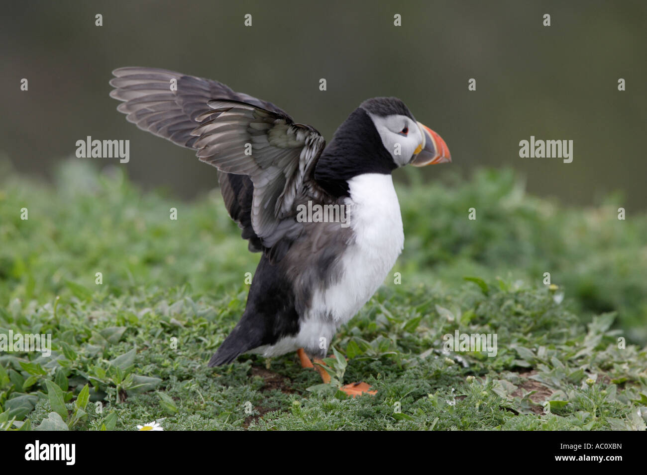 Puffin flapping wings Stock Photo - Alamy