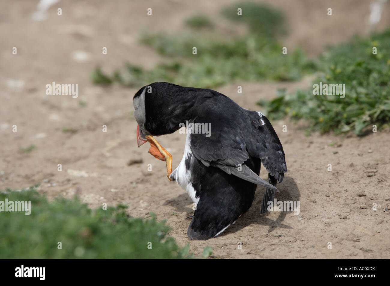 Skomer puffin foot hi-res stock photography and images - Alamy