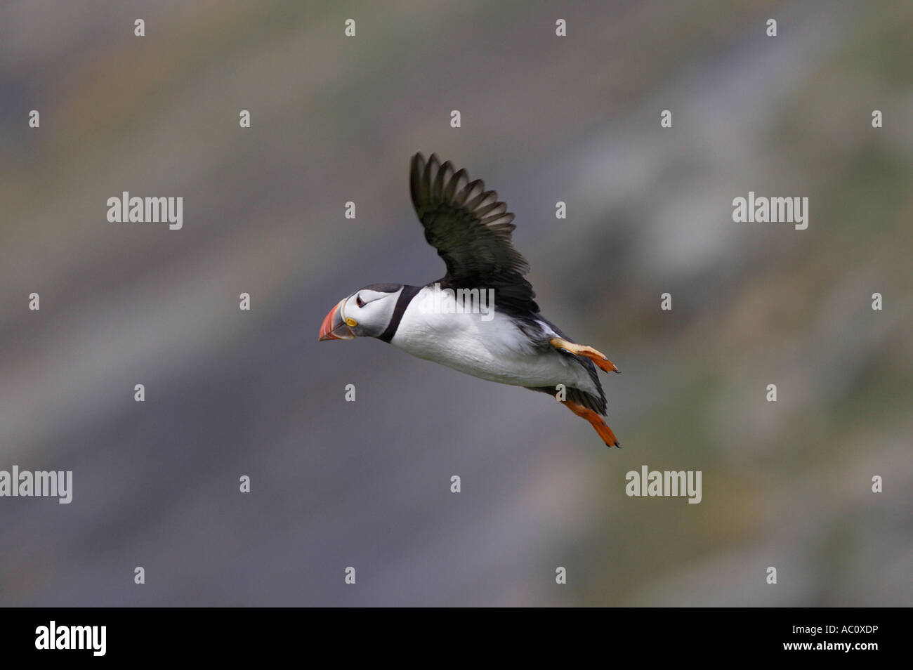Puffin in flight Stock Photo - Alamy