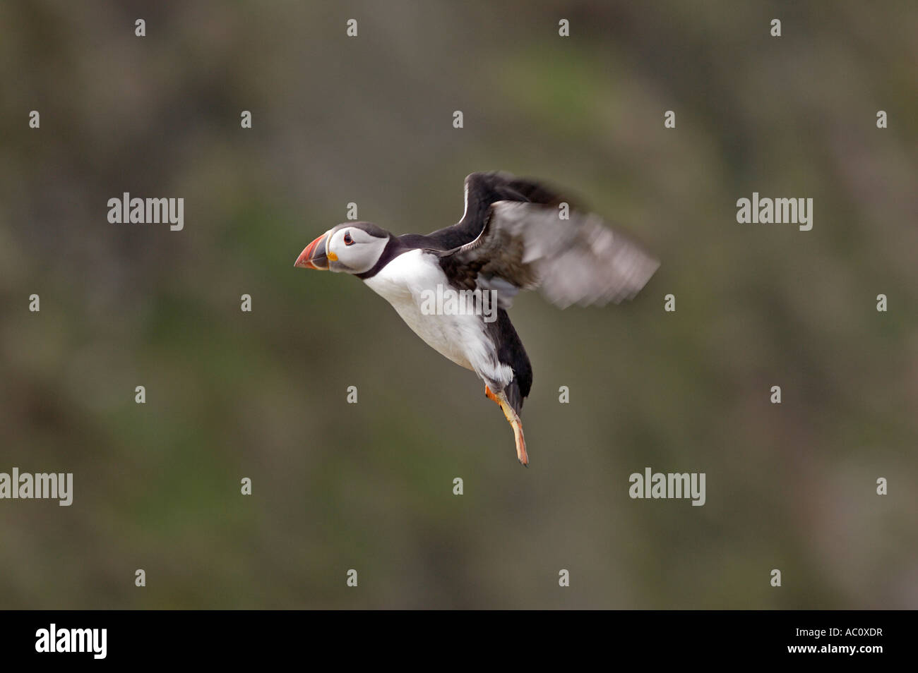 Puffin in flight Stock Photo - Alamy
