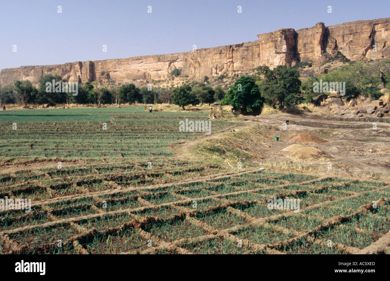 Dogon agriculture - Pays Dogon MALI Stock Photo - Alamy