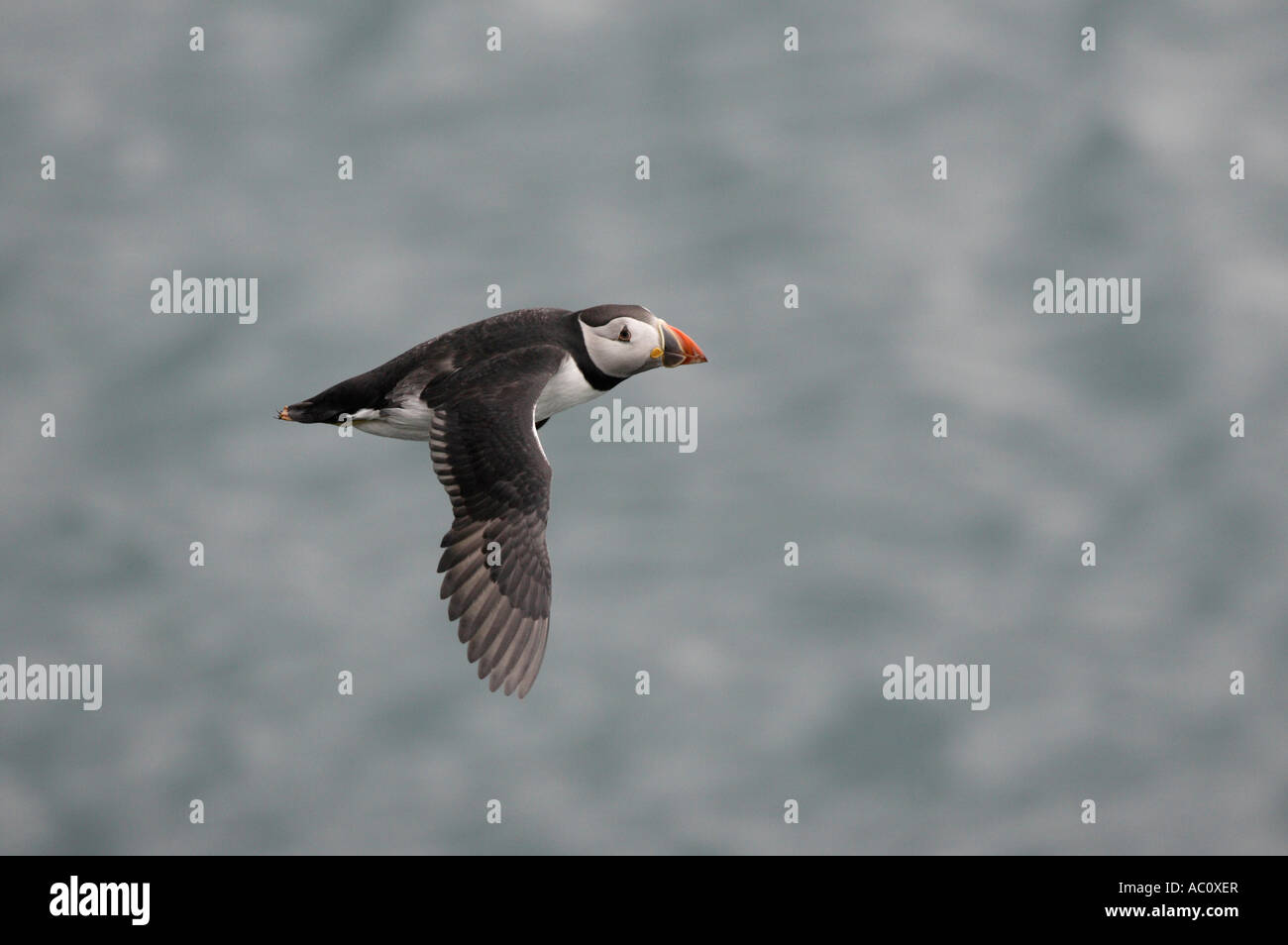 Puffin in flight Stock Photo - Alamy