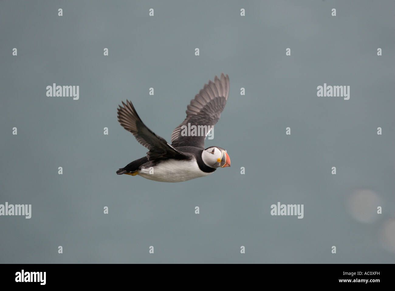 Puffin in flight Stock Photo - Alamy