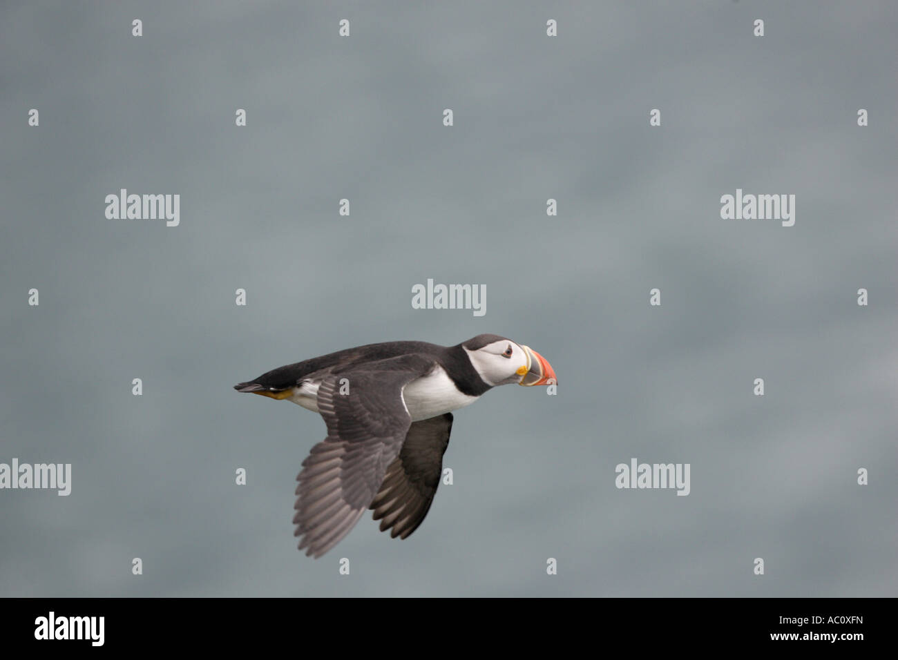 Puffin in flight Stock Photo - Alamy