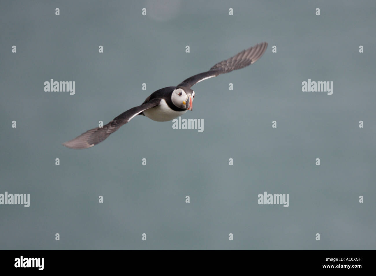 Puffin in flight Stock Photo - Alamy