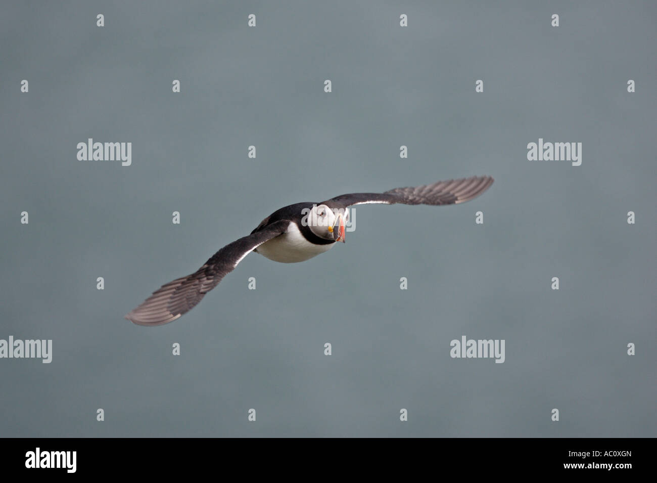 Puffin in flight Stock Photo - Alamy