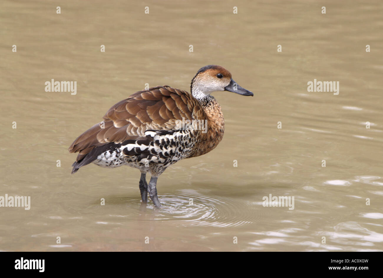 Spotted tree duck Stock Photo - Alamy