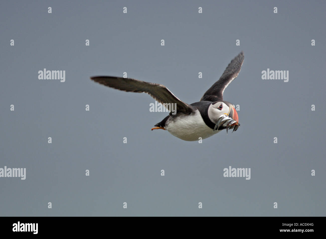 Puffin in flight with sandeels Stock Photo - Alamy