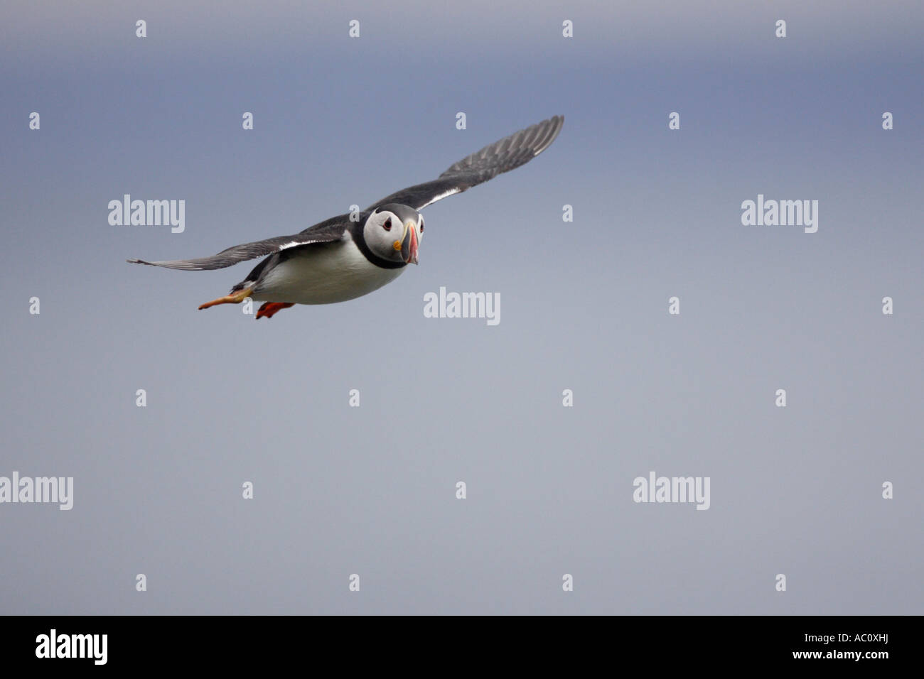 Puffin in flight Stock Photo - Alamy