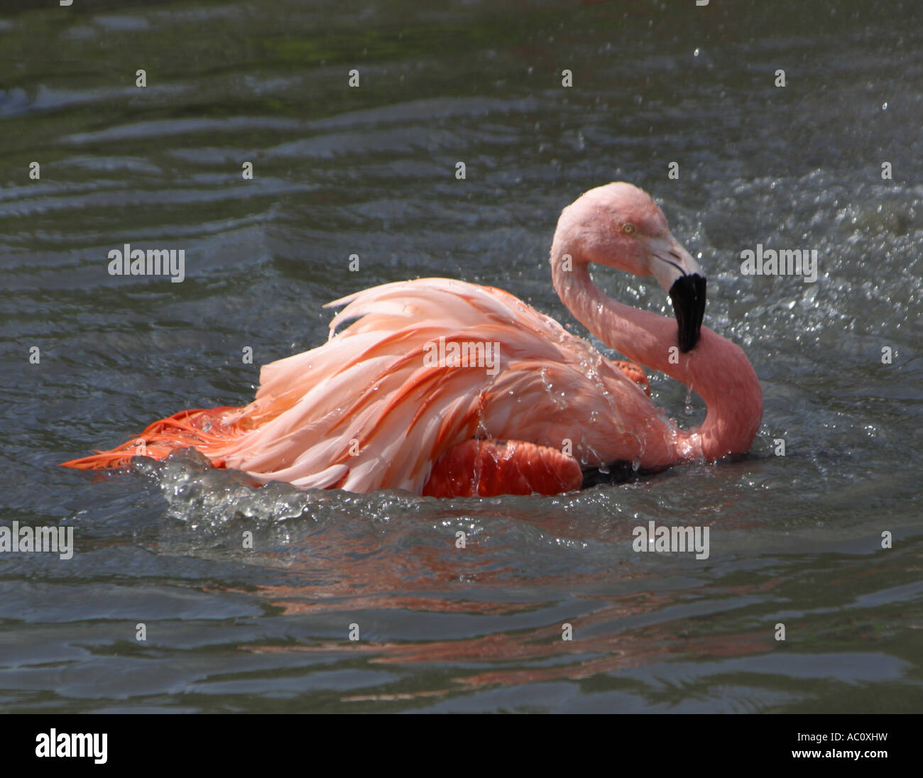 Flamingo Wash High Resolution Stock Photography and Images - Alamy