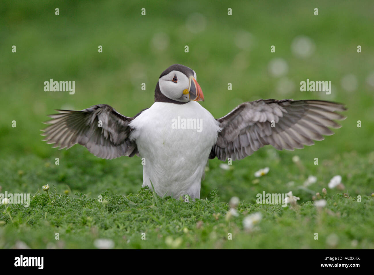 Puffin flapping wings Stock Photo - Alamy