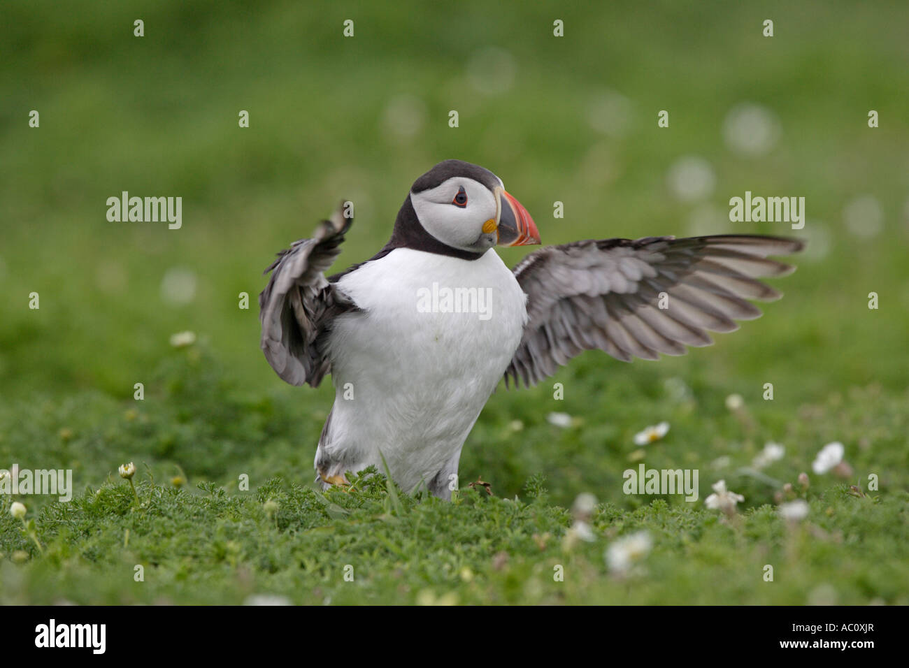Puffin flapping wings Stock Photo - Alamy