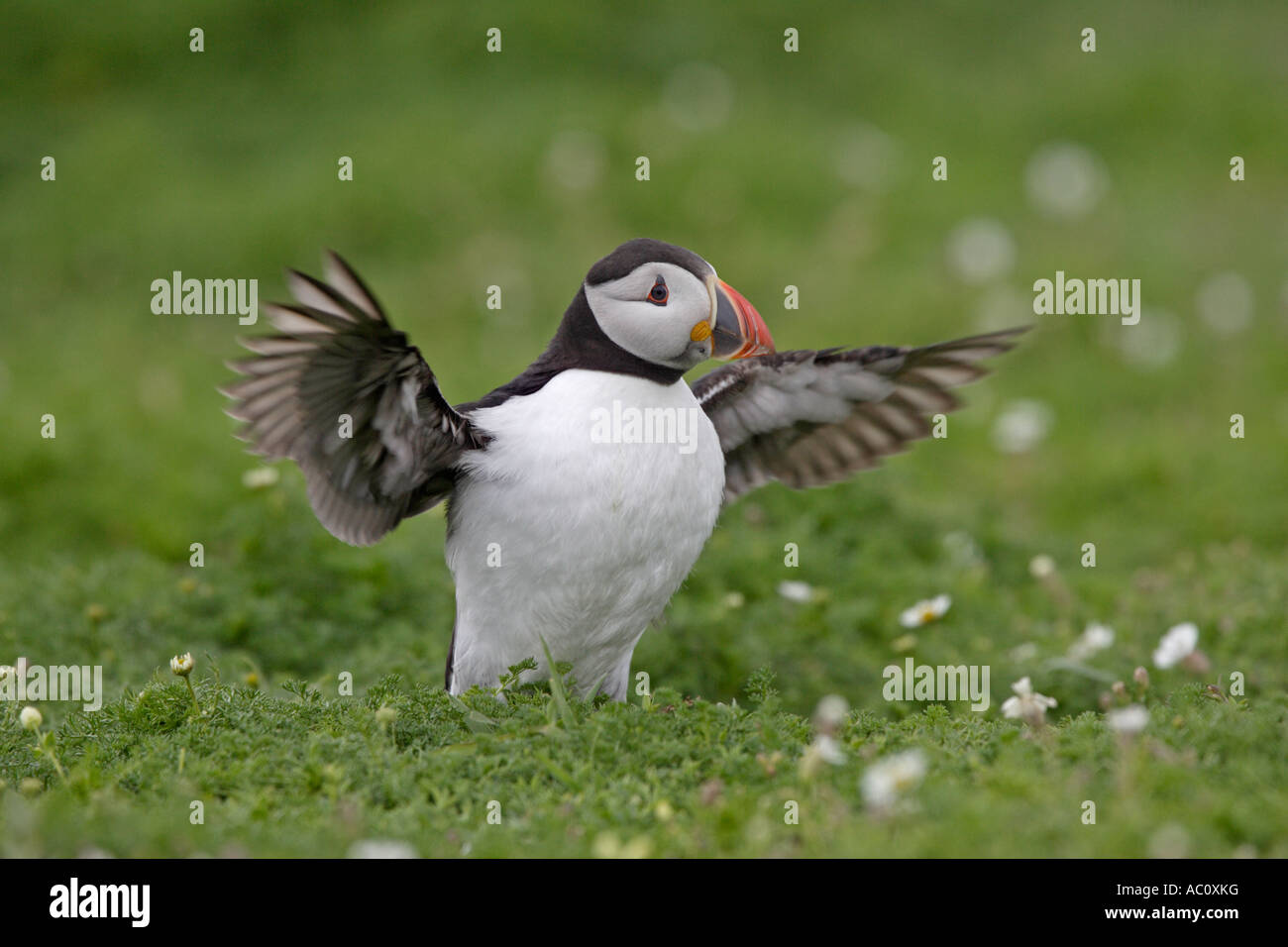 Puffin flapping wings Stock Photo - Alamy