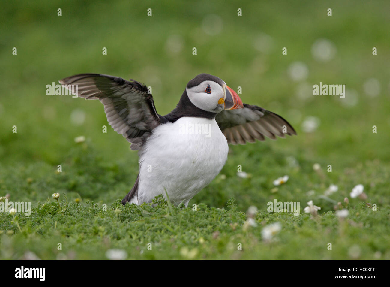 Puffin flapping wings Stock Photo - Alamy