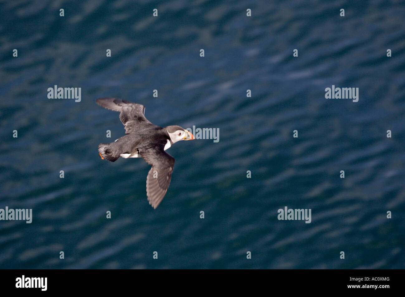Puffin flying over sea Stock Photo - Alamy