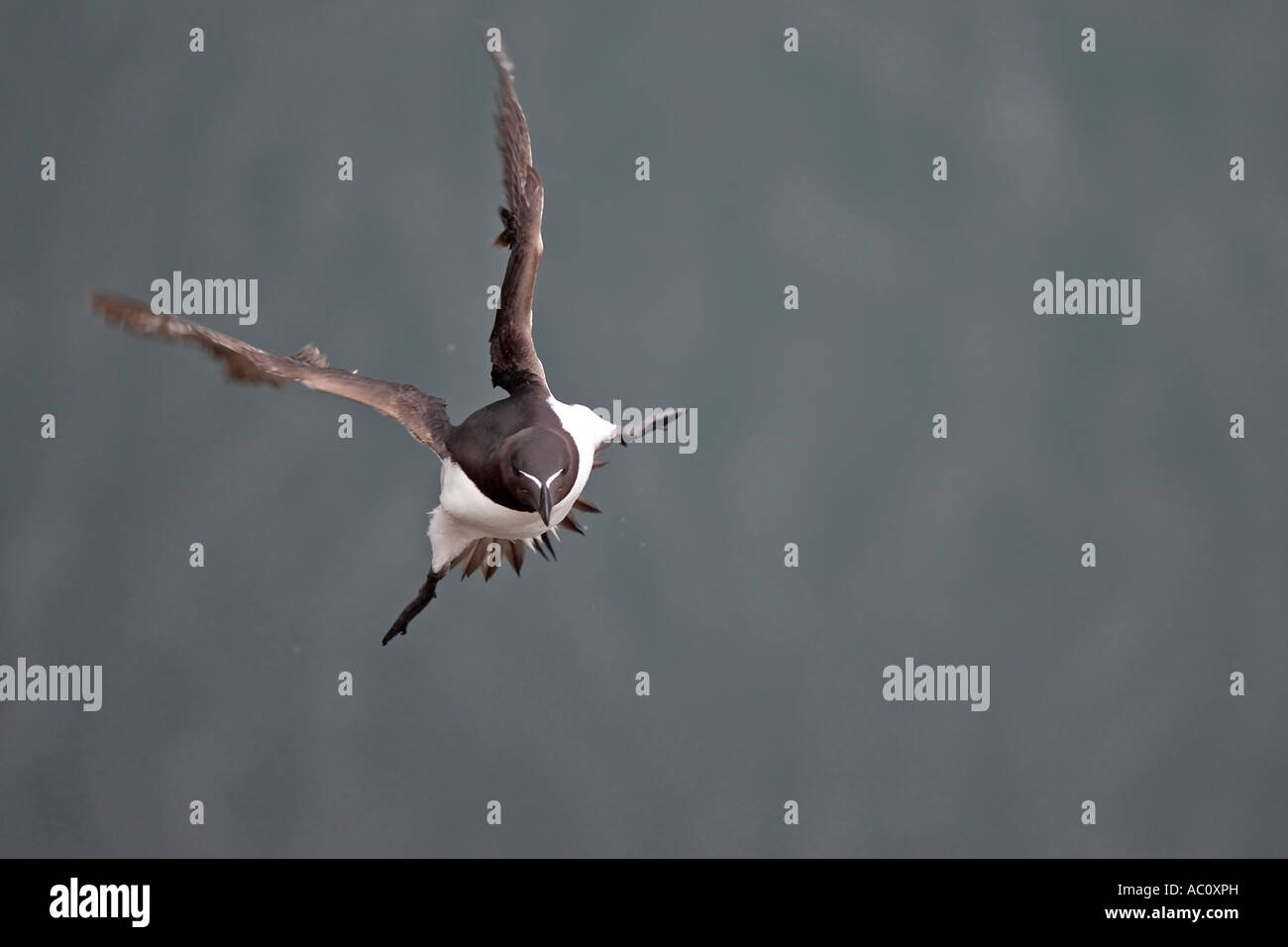 Razorbill in flight Stock Photo - Alamy