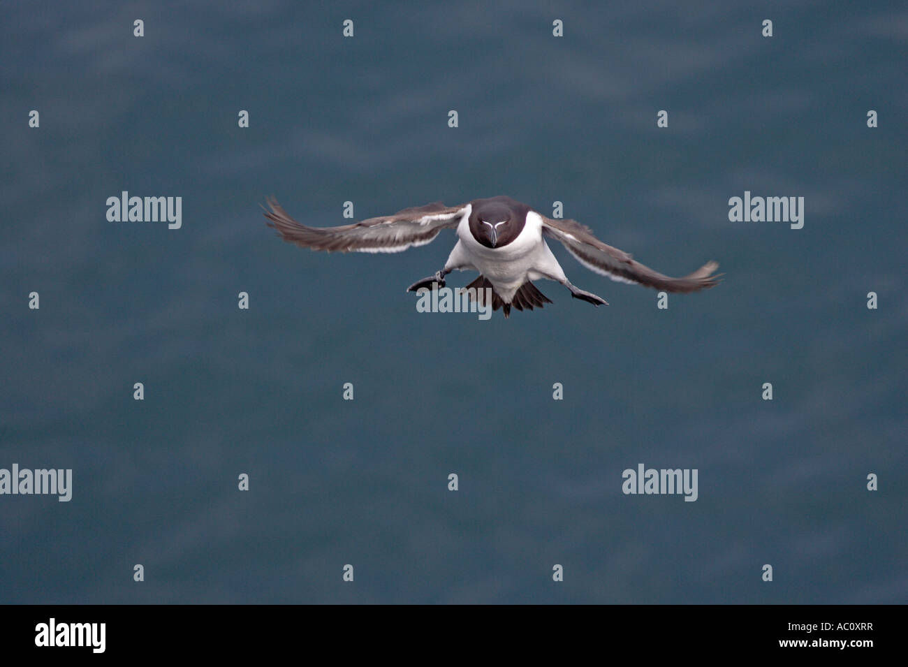Razorbill in flight Stock Photo - Alamy