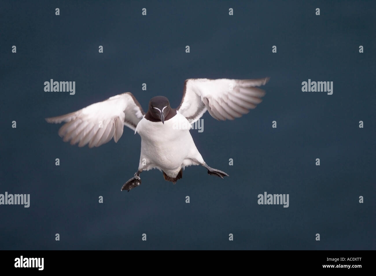 Razorbill in flight Stock Photo - Alamy
