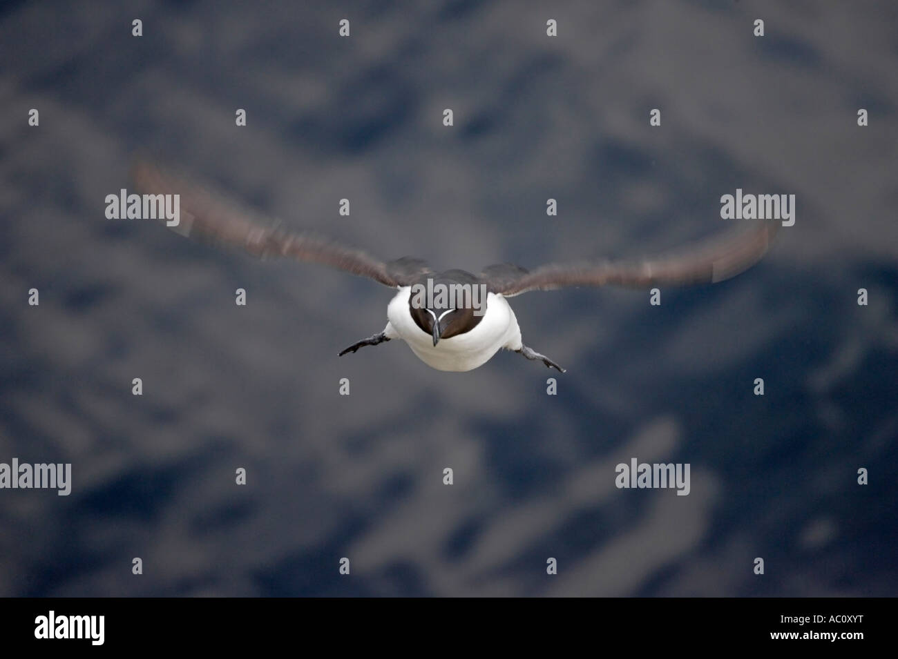 Razorbill in flight Stock Photo - Alamy
