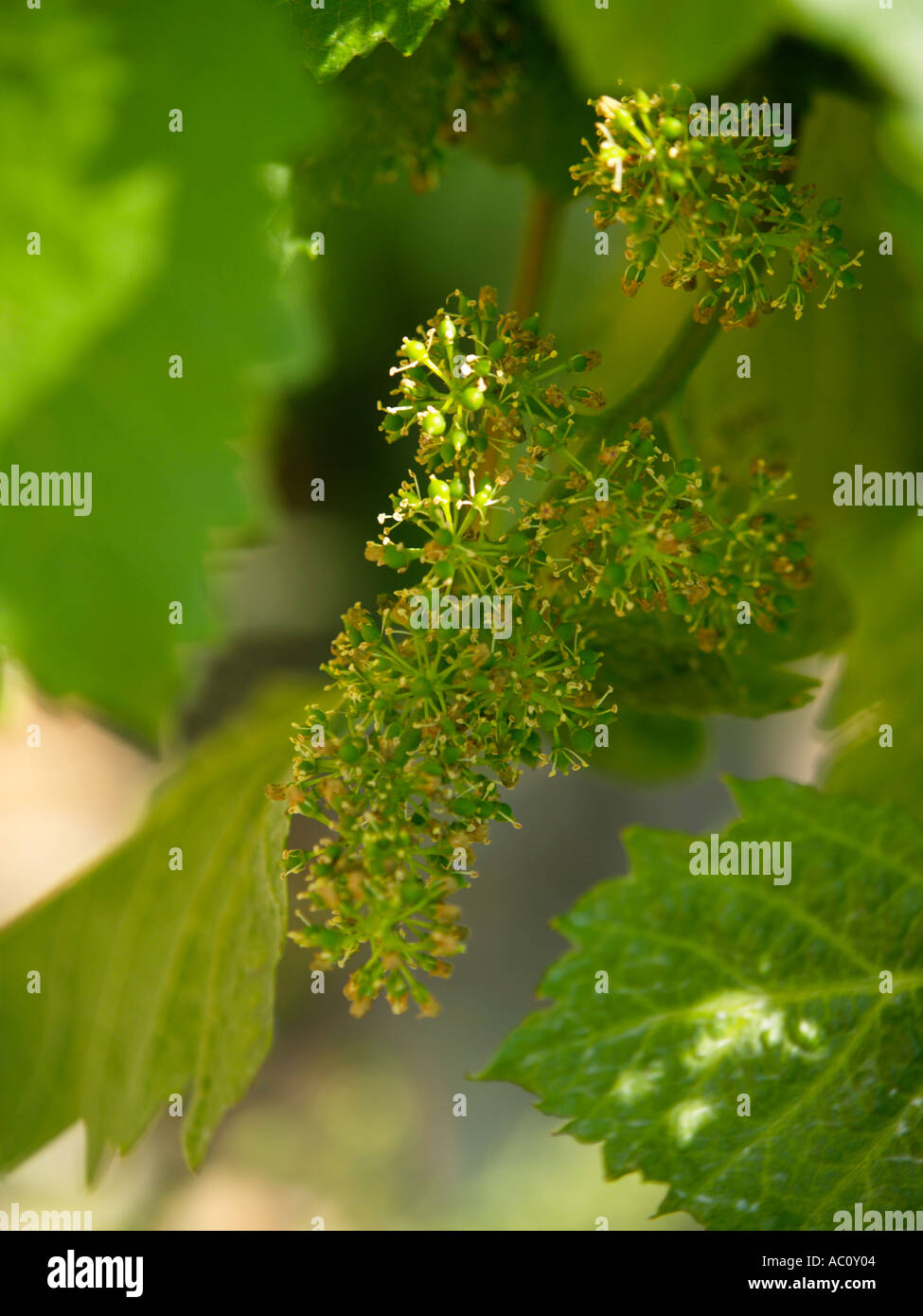 Bunch of still very small new grapes on a grapevine one day these ones ...