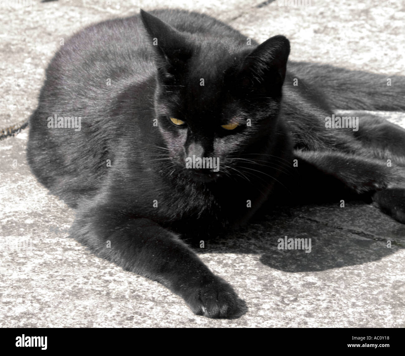 Cat in sun patio hi-res stock photography and images - Alamy